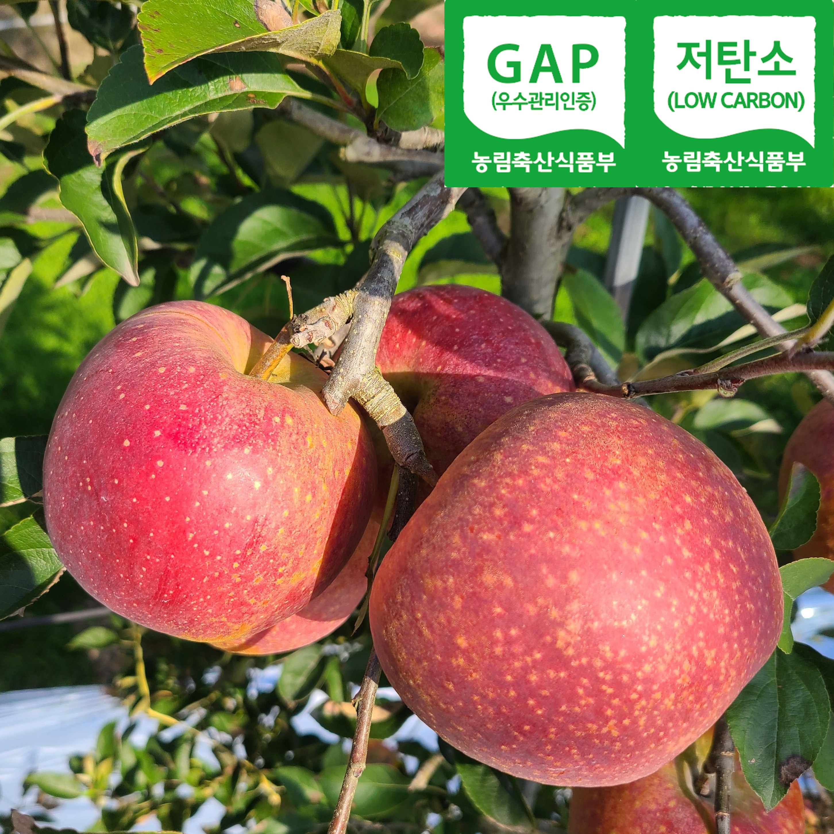 [IPM감홍원] 감홍사과5kg 특품10~13개 선물용 가정용 GAP 저탄소생산 껍찔째사과 산지직송 > 사과/배/복숭아 | 사이소